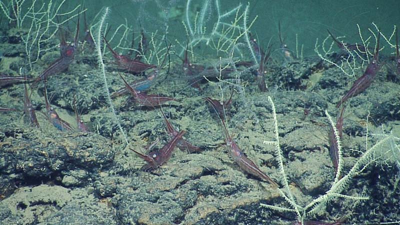 Israel ganha seu primeiro Hope Spot - Revista Bras.il